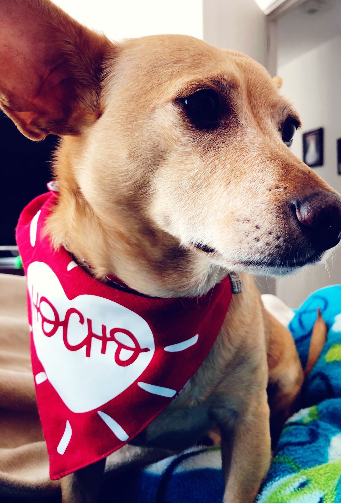 Hocho | Yobba
